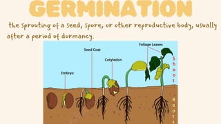 The seed, pollination, fertilization and germination | PPT