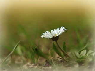 Playing With A Daisy | PPT