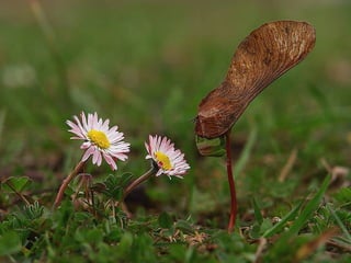 Playing With A Daisy | PPS
