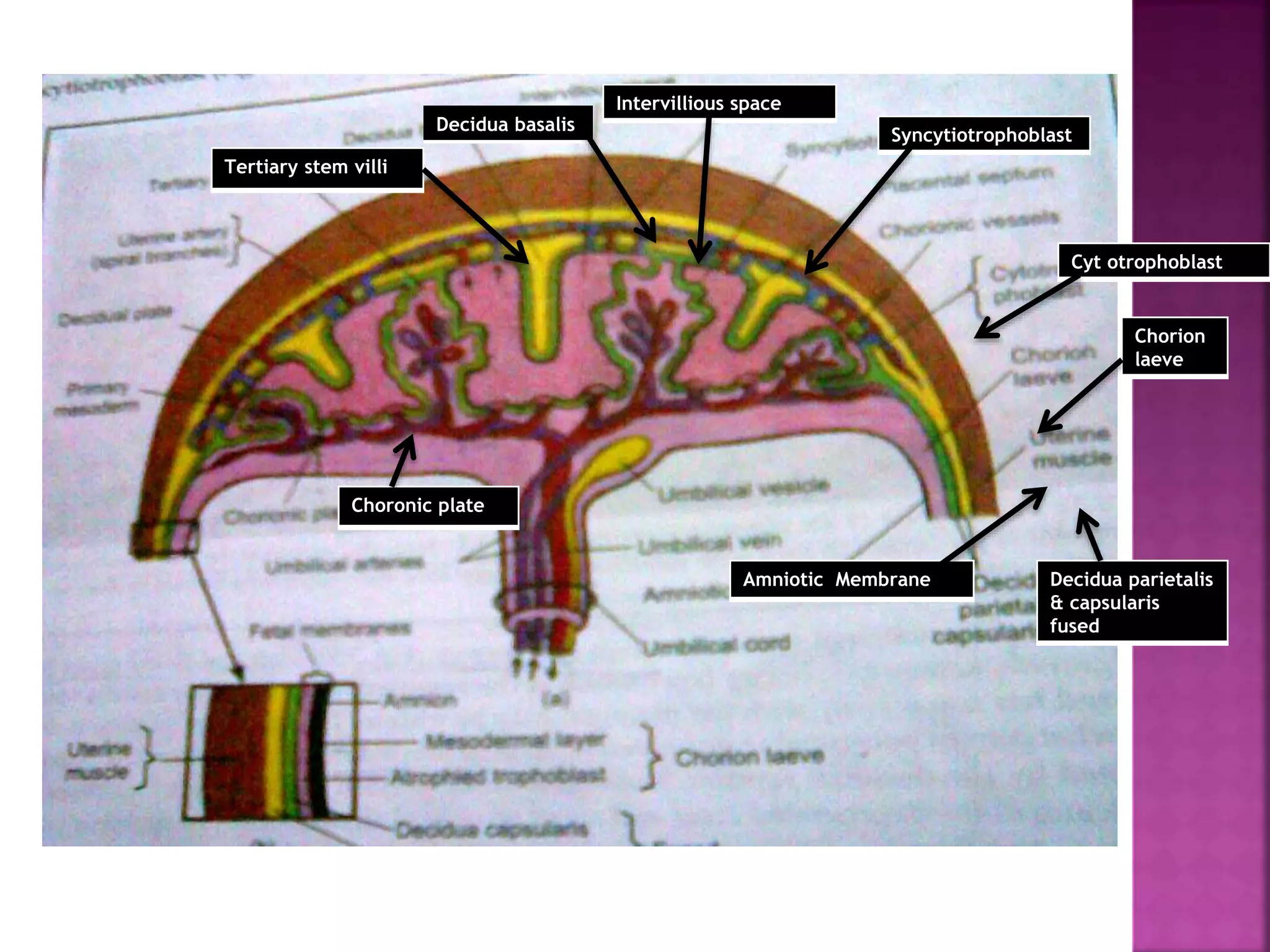 Placenta at term for nursing students | PPTX
