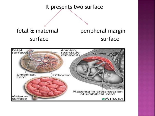 Placenta at term for nursing students | PPTX