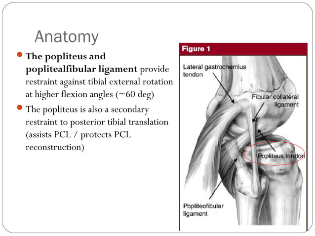 Posterolateral corner injuries of knee joint | PPT | Death, Injury, or Military Conflict ...
