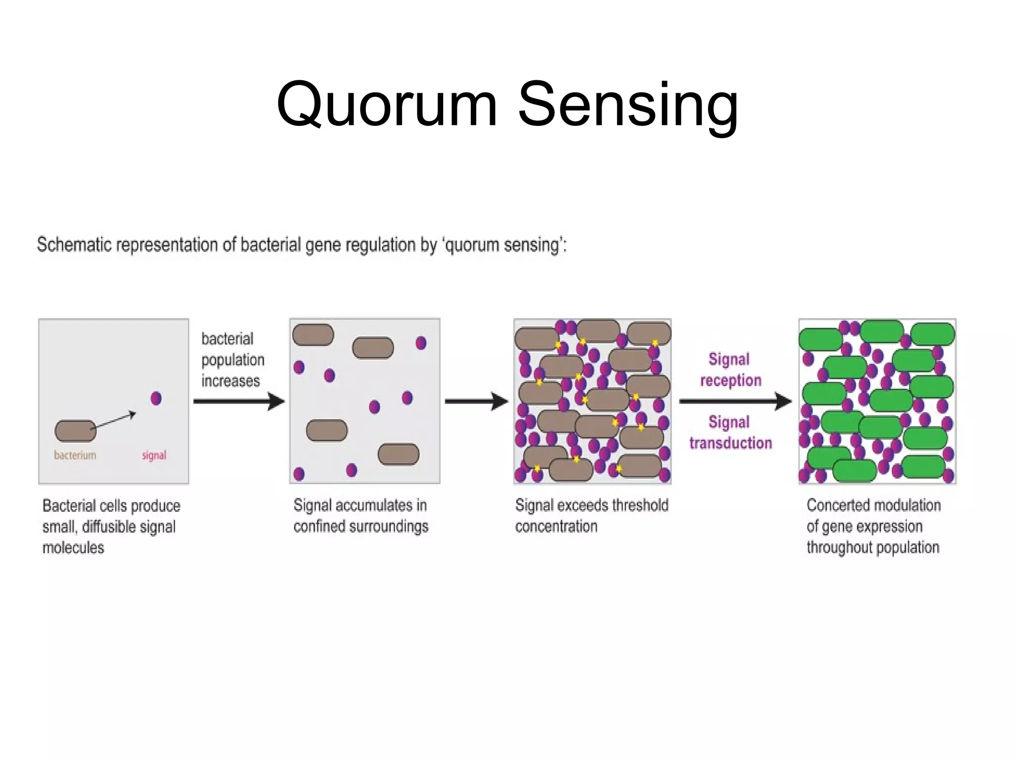 Quorum Sensing y Estrés Oxidativo en Bacillus cereus (revisión) | PPT ...
