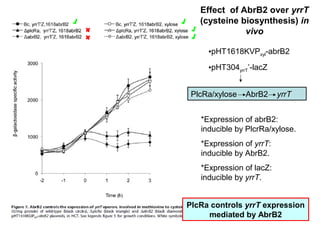 Quorum Sensing y Estrés Oxidativo en Bacillus cereus (revisión) | PPT ...