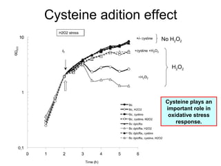 Quorum Sensing y Estrés Oxidativo en Bacillus cereus (revisión) | PPT ...