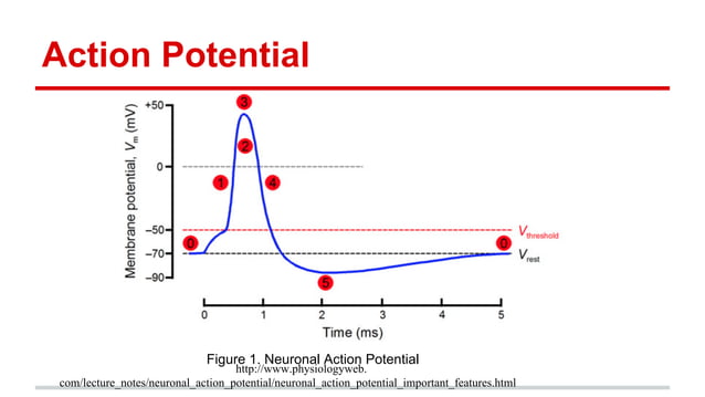 Modeling Stochasticity and Gap Junction Dynamics: Integrate and Fire Model | PPT