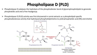 Phospholipase D (PLD) | PPTX | Chemistry | Science