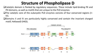 Phospholipase D (PLD) | PPTX | Chemistry | Science