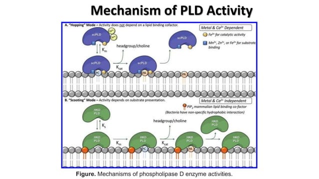 Phospholipase D (PLD) | PPTX | Chemistry | Science