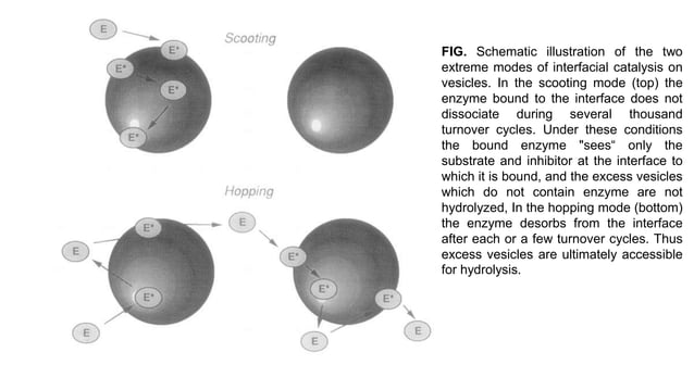 Phospholipase D (PLD) | PPTX | Chemistry | Science