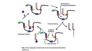 Phospholipase D (PLD) | PPTX | Chemistry | Science