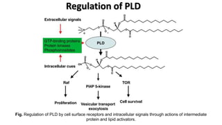 Phospholipase D (PLD) | PPTX | Chemistry | Science