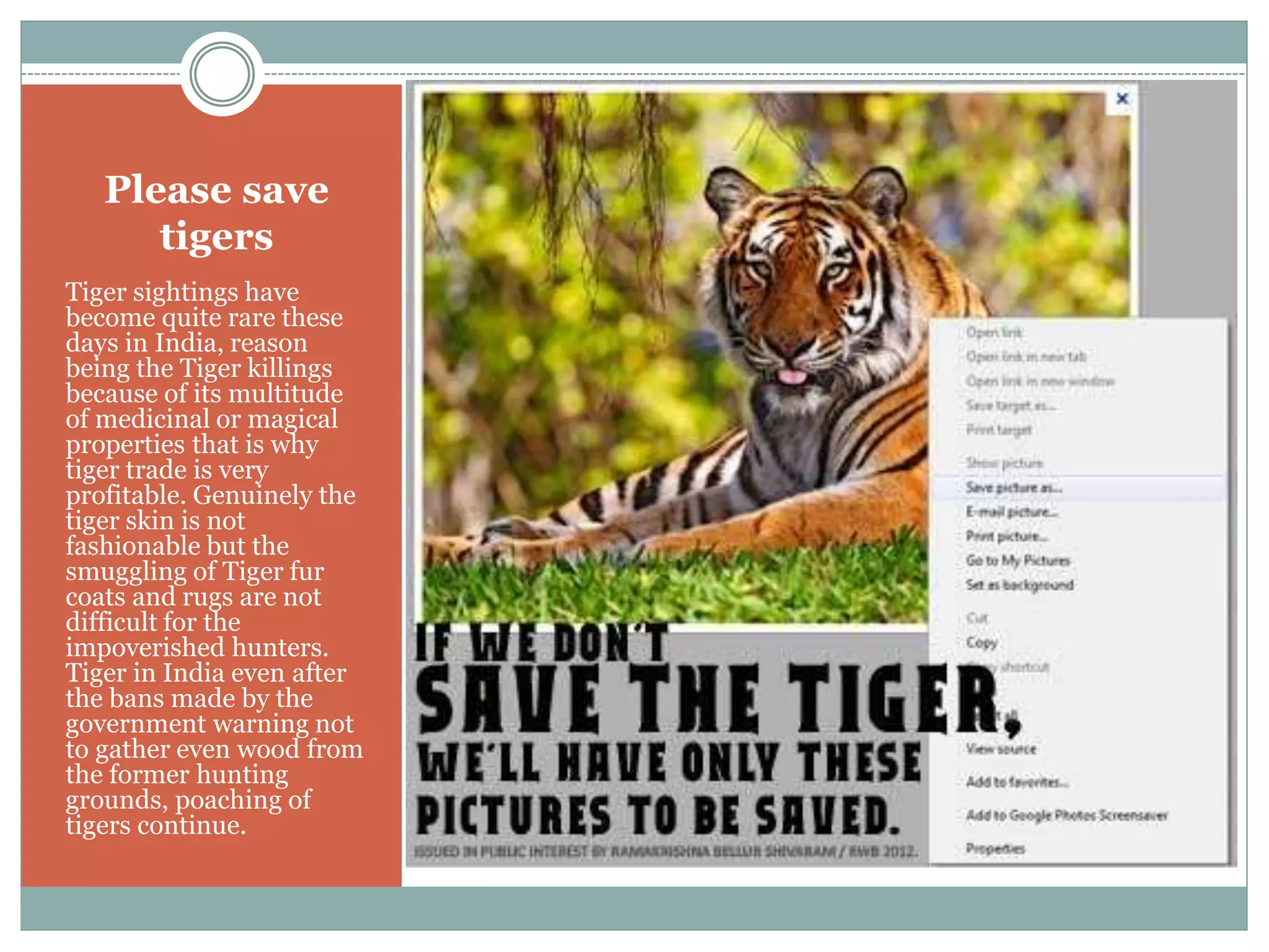 Please save the tiger | PPT