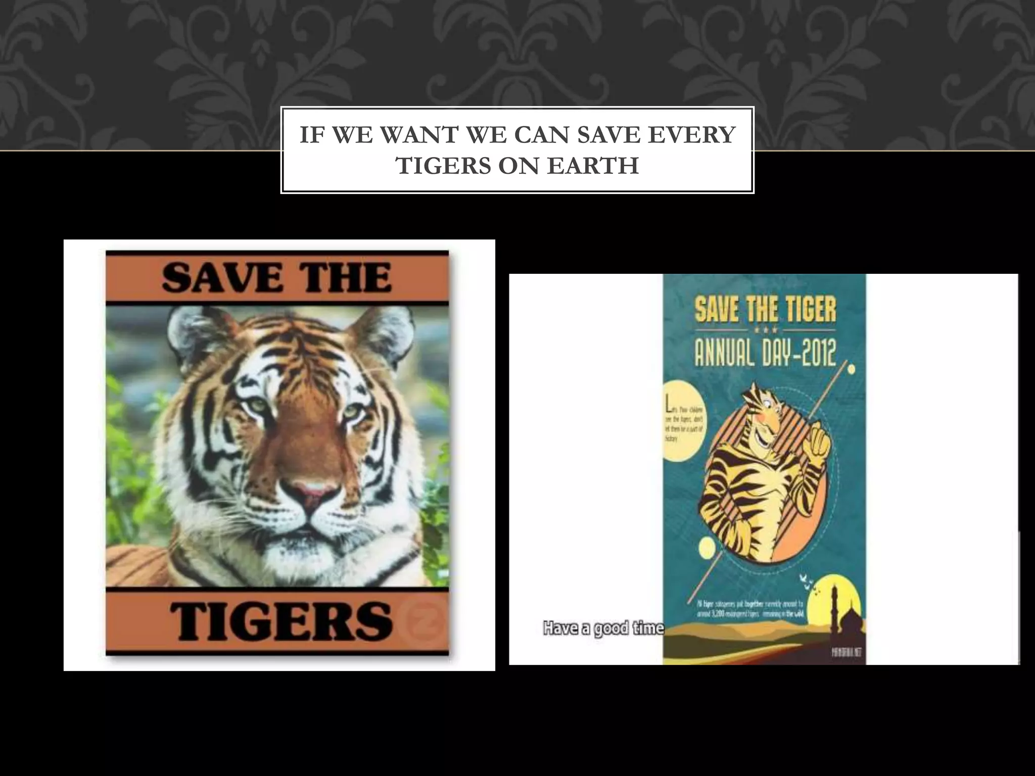 Please save tigers | PPT