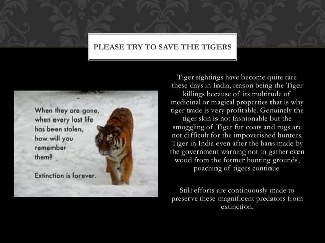 Please save tigers | PPTX