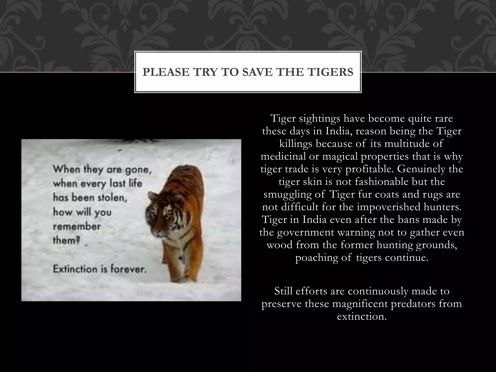 Please save tigers | PPTX