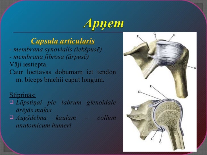 Pleca locītavas biežākās patoloģijas