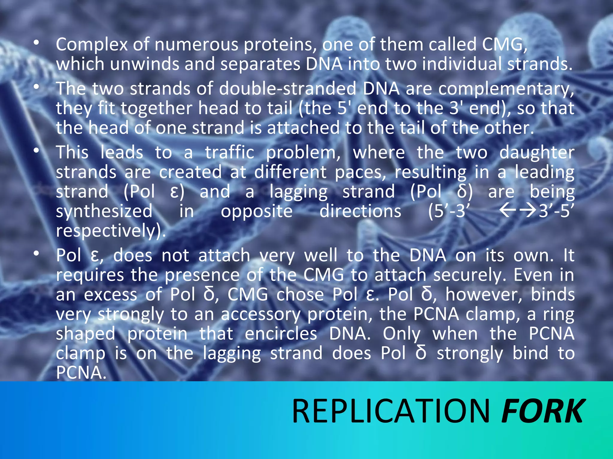 Replication Fork and Sweet Genes(Molecular Biology Folding) | PPT