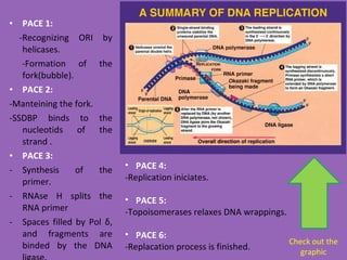 Replication Fork and Sweet Genes(Molecular Biology Folding) | PPT