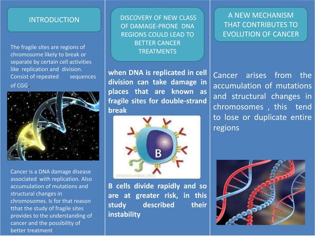 Fragile sites in the cancer | PPT