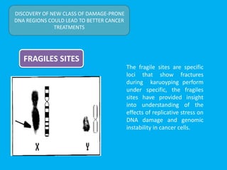 Fragile sites in the cancer | PPT