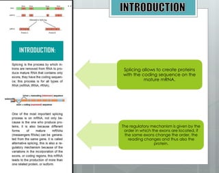 Splicing / Molecular Biology | PPTX | Genetics | Science