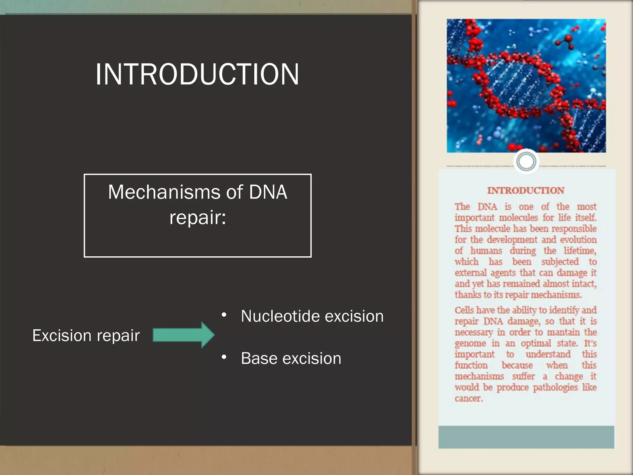 DNA repair mechanisms | PPT