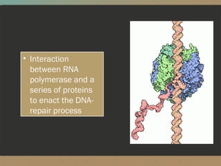 DNA repair mechanisms | PPT
