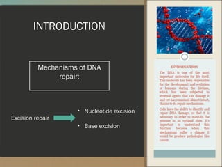 DNA repair mechanisms | PPT