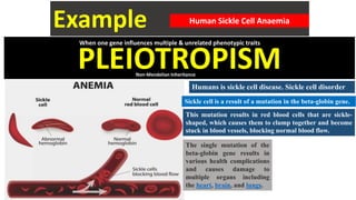 Pleiotrophism: Gene Interaction | PPTX