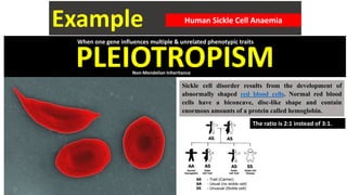 Pleiotrophism: Gene Interaction | PPTX