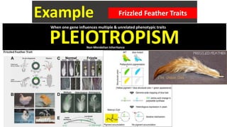 Pleiotrophism: Gene Interaction | PPTX