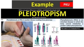Pleiotrophism: Gene Interaction | PPTX