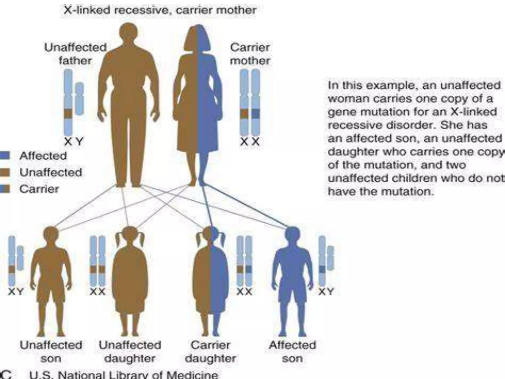Pleiotropy | PPT | Free Download