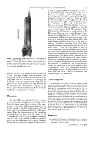 Pleistovultur nevesi gen. et sp. nov. (aves vulturidae) and the ...