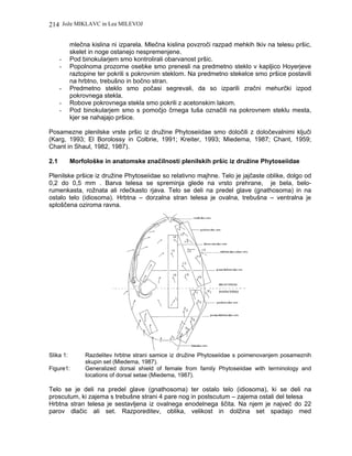 Plenislke prsice miklavc_07 | PDF