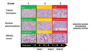 pleomorphism (1) (1).pdf