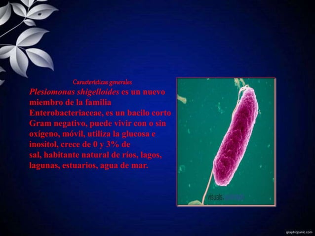 Plesiomonas shigelloides