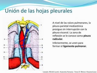 Pleura | PPTX