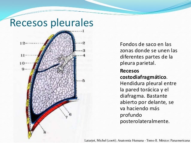 Pleura