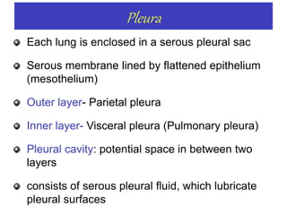 Pleura | PPTX
