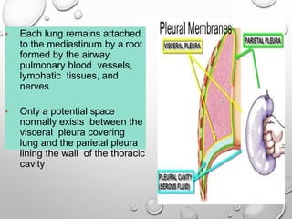 pleura.pptx