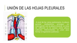 Anatomìa de la Pleura | PPTX