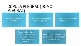 Anatomìa de la Pleura | PPTX