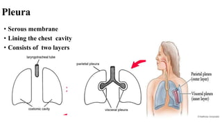 pleura 2022.pptx