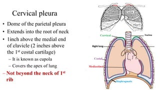 pleura 2022.pptx