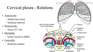 Cervical Pleura