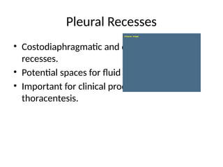 Pleura_Anatomy_Lecture_with_Images for college | PPTX