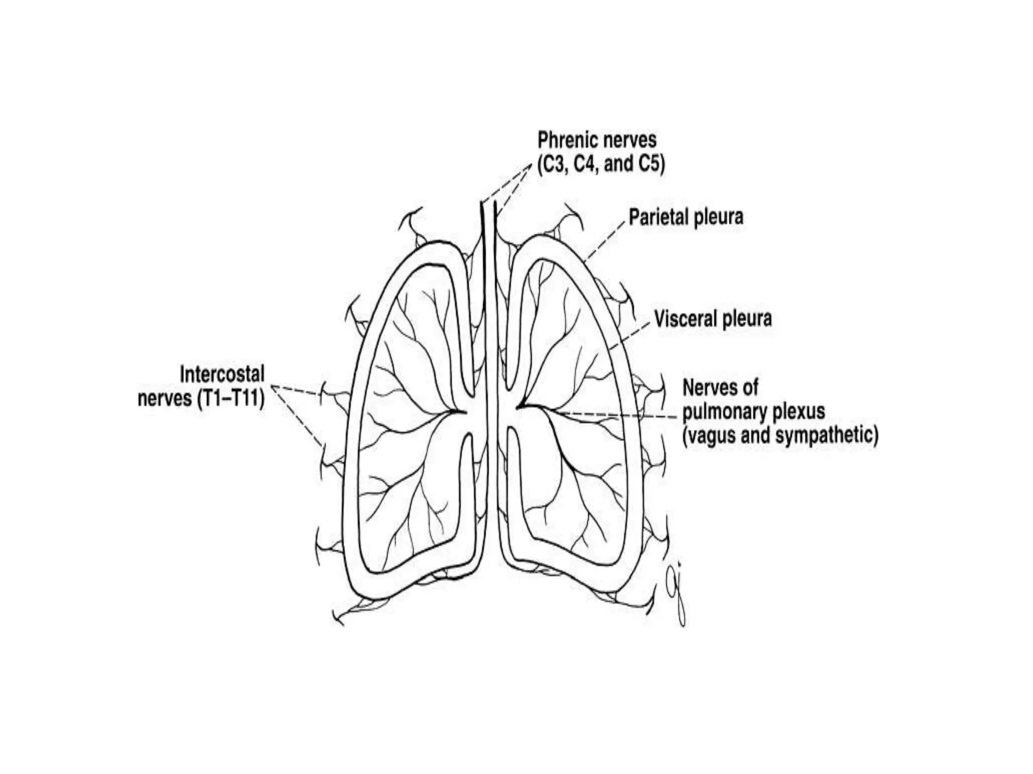 Pleura and its recesses | PPTX