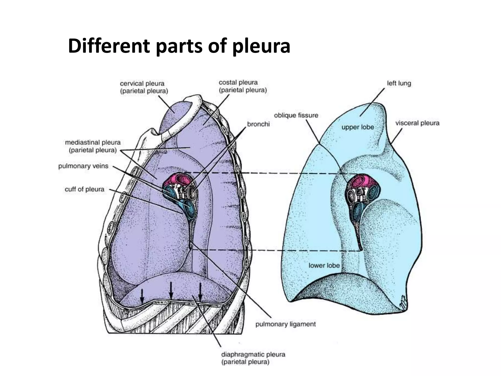 Pleura and its recesses | PPTX